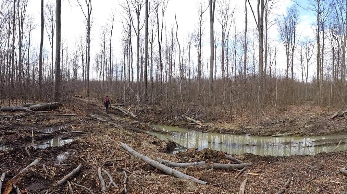FFH-Gebiet Tautenburger Forst (Saale-Holzland-Kreis, Thüringen ...